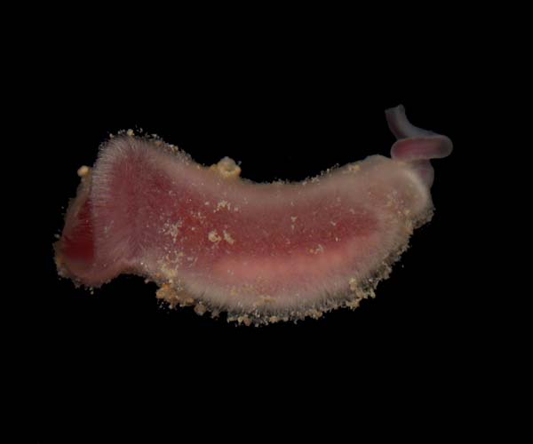 Filo Mollusca :: Zoologia II UFES Turma I