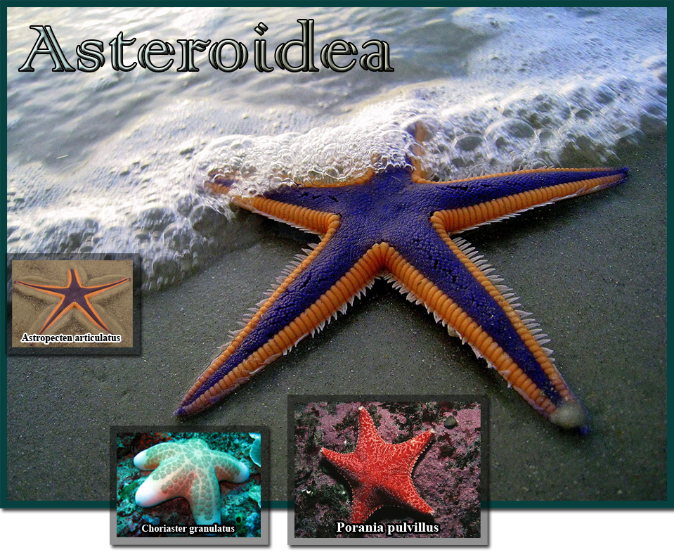 Echinodermata :: Zoologia II UFES Turma I